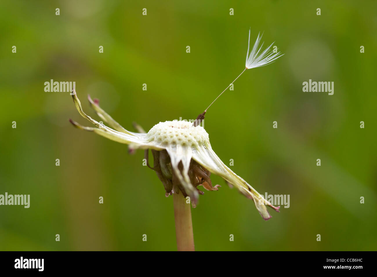 Dandelion seed design hi-res stock photography and images - Alamy