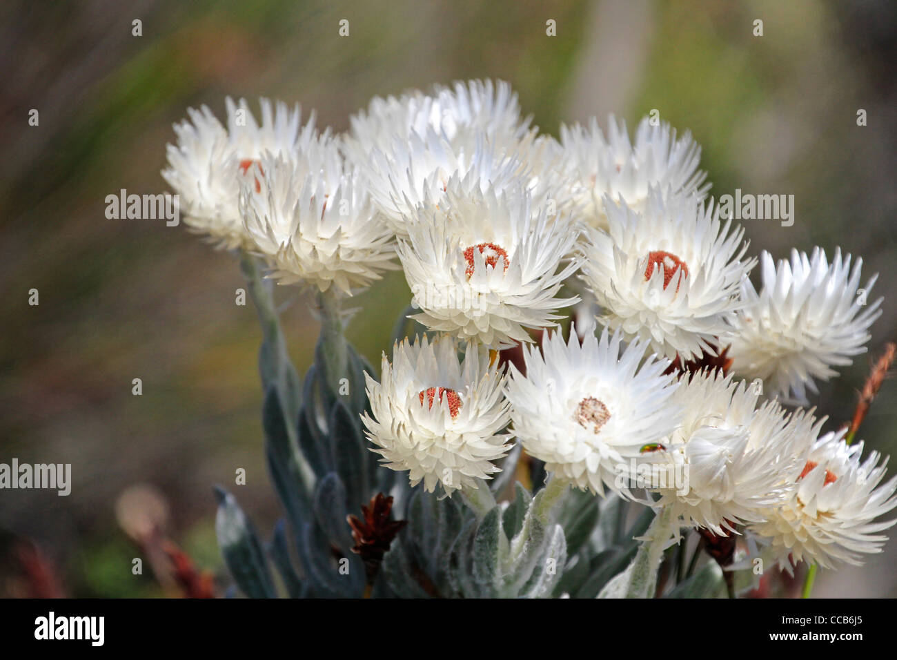 White everlasting (Syncarpha argyropsis) in bloom at Cape Point Stock ...