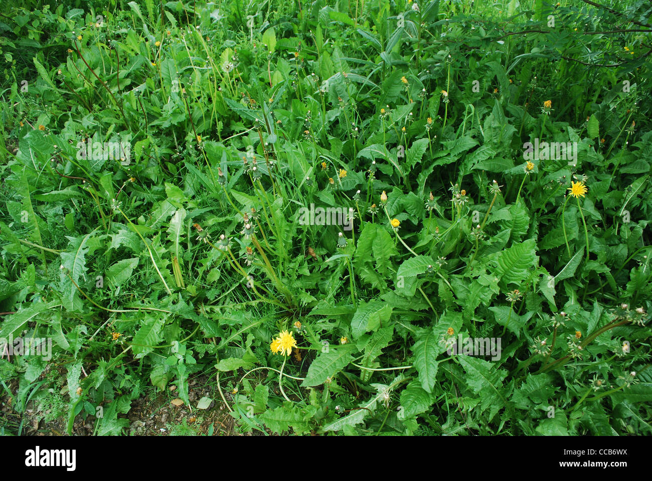 Dandelions gone bad Stock Photo - Alamy