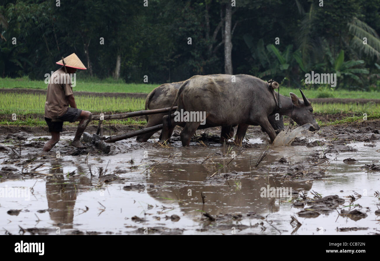 Javanese rice farmer hi-res stock photography and images - Alamy
