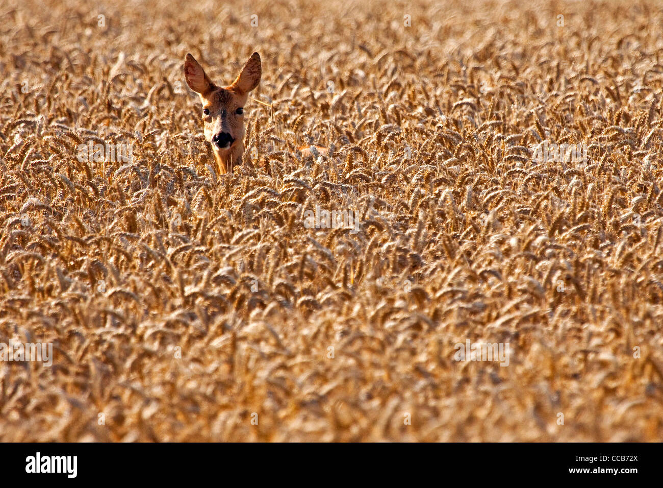 Roe deer uk hi-res stock photography and images - Alamy