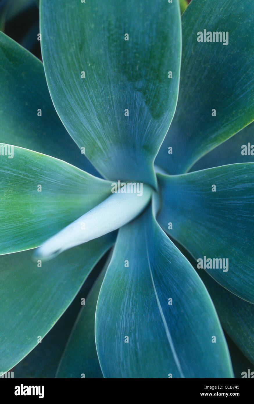 Agave overhead hi-res stock photography and images - Alamy