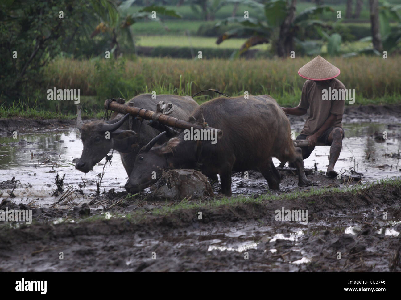 Javanese rice farmer hi-res stock photography and images - Alamy