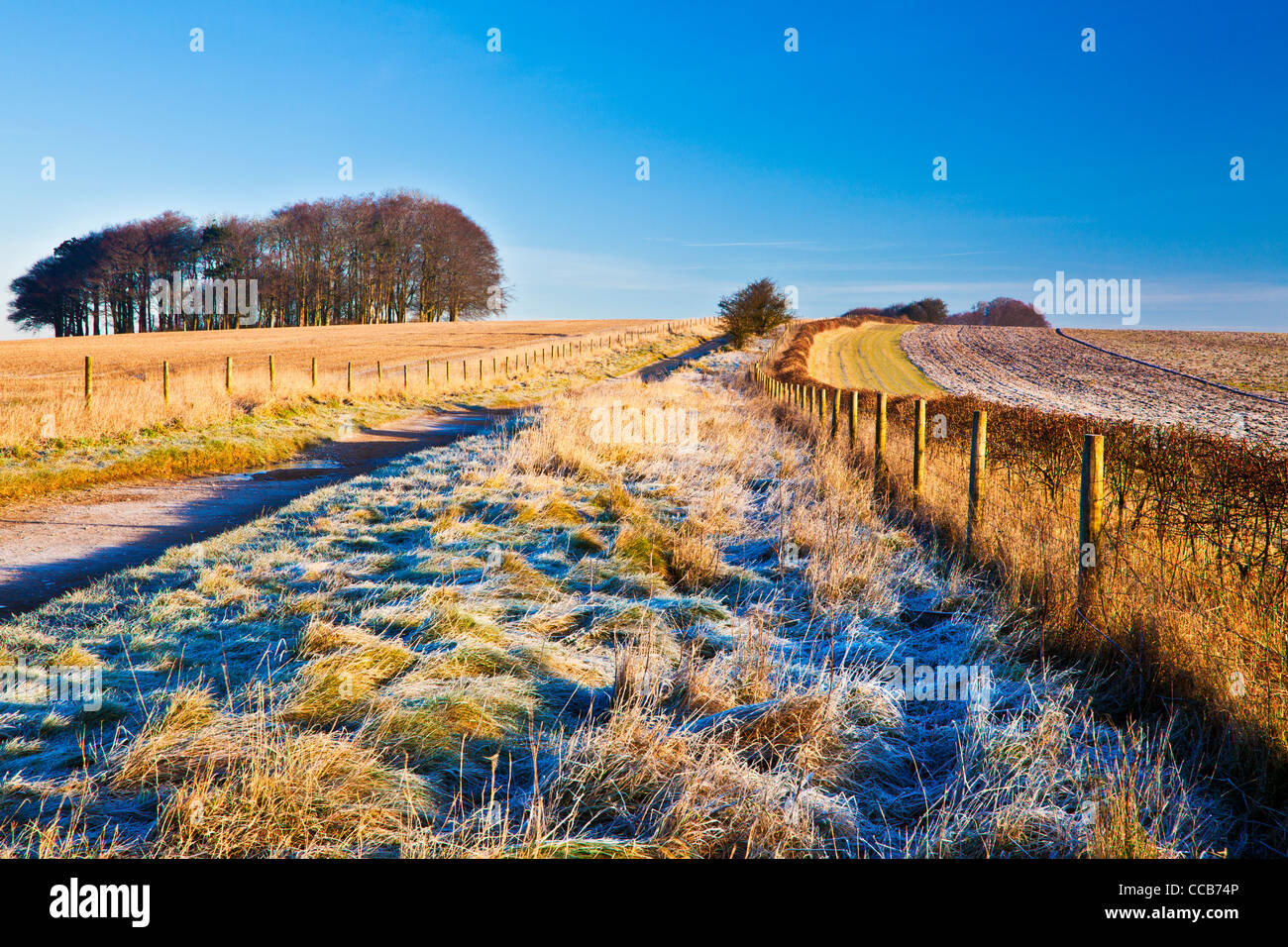A frosty winter morning over the Ridgeway long distance path at Hackpen ...