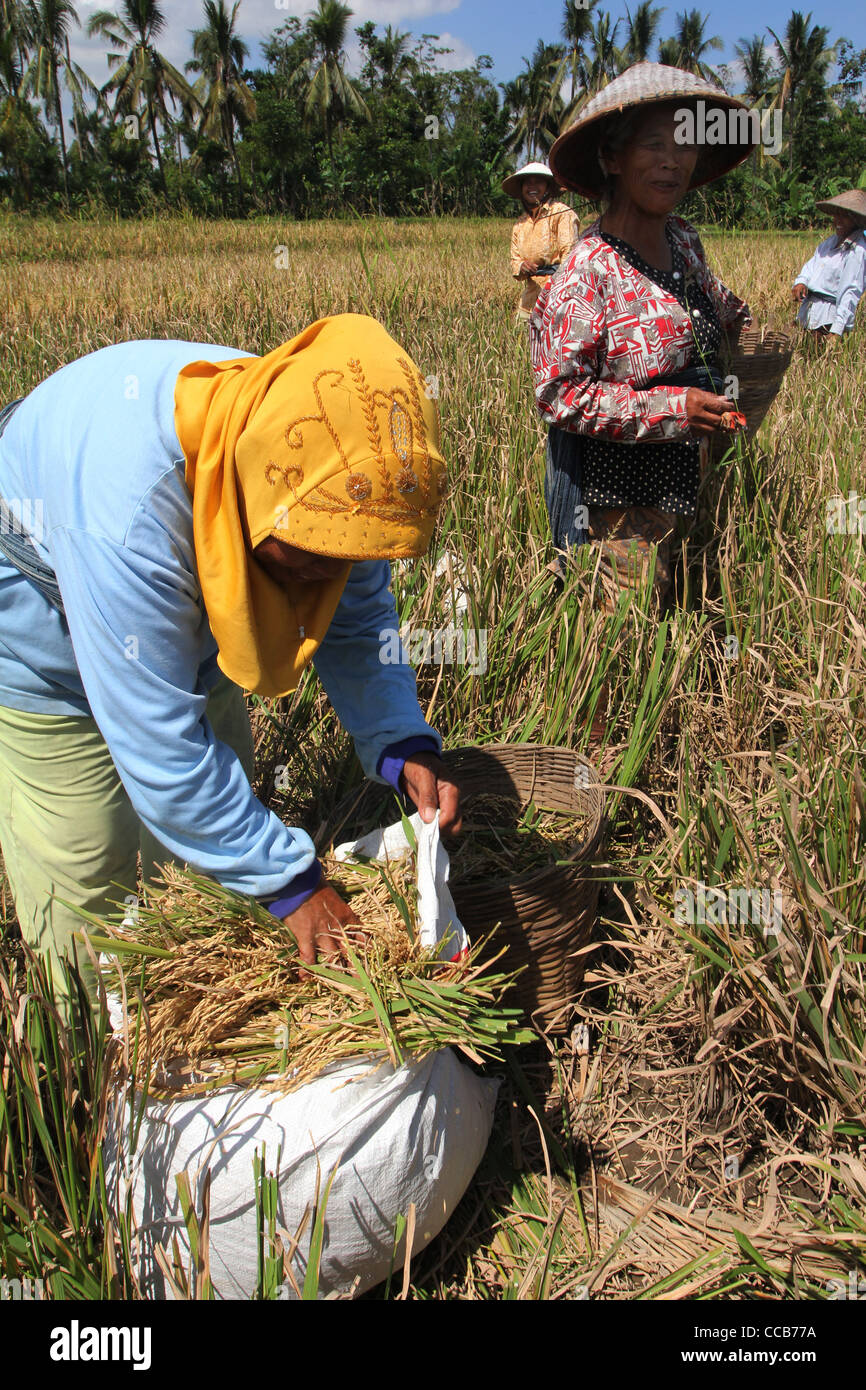 Harvesting rice hi-res stock photography and images - Alamy