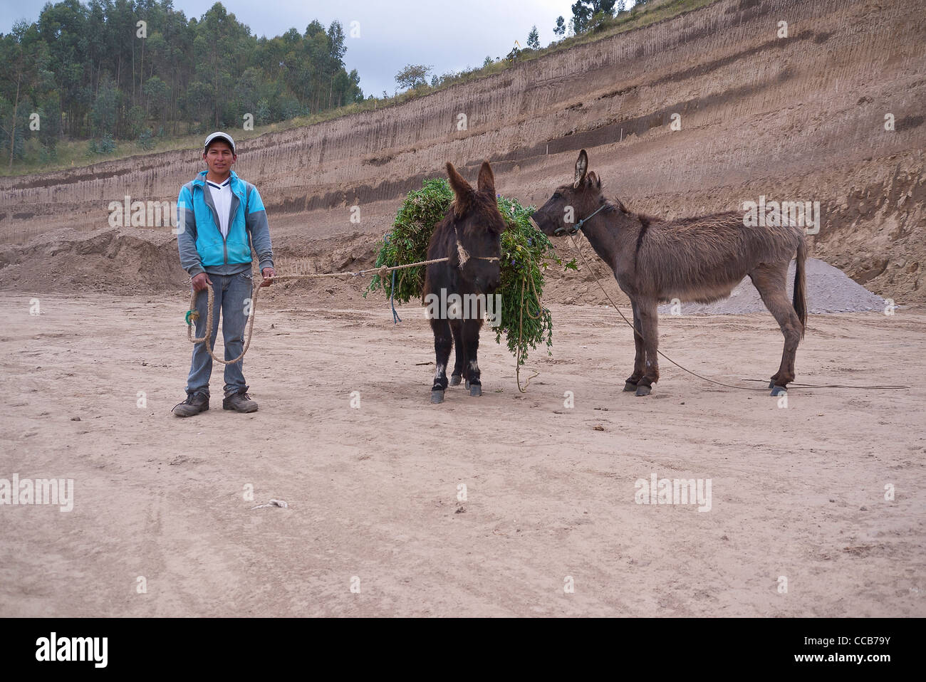 A twenty year old with his two mules on the side of the road with a ...