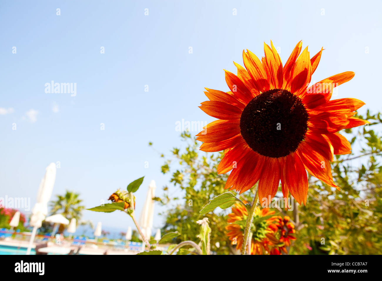 Close-up of a sunflower by the pool in summer Stock Photo - Alamy