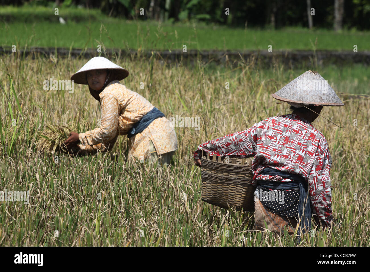 women harvesting rice Yogyakarta Indonesia Stock Photo - Alamy