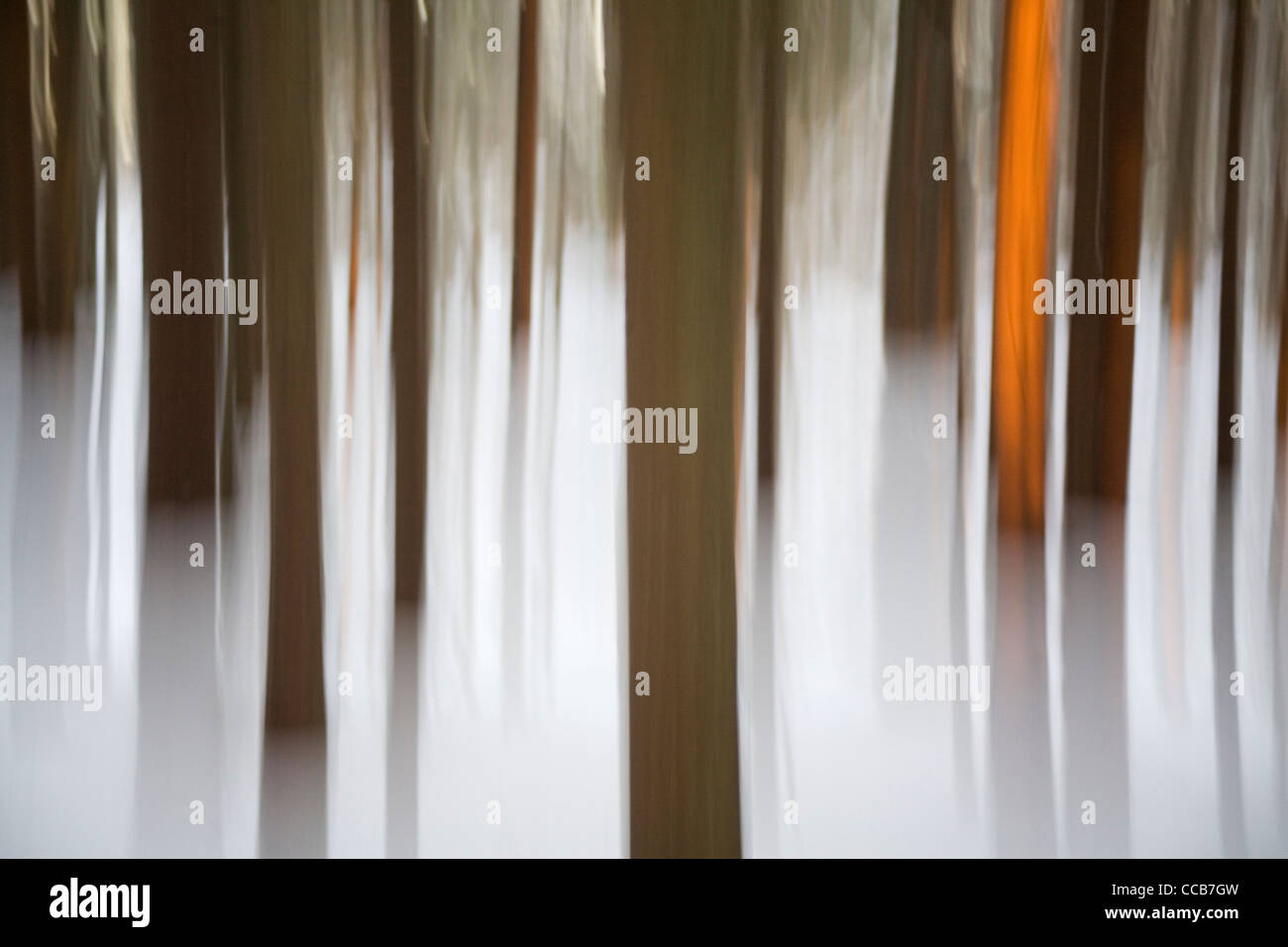 Last light of sun in the forest Stock Photo - Alamy