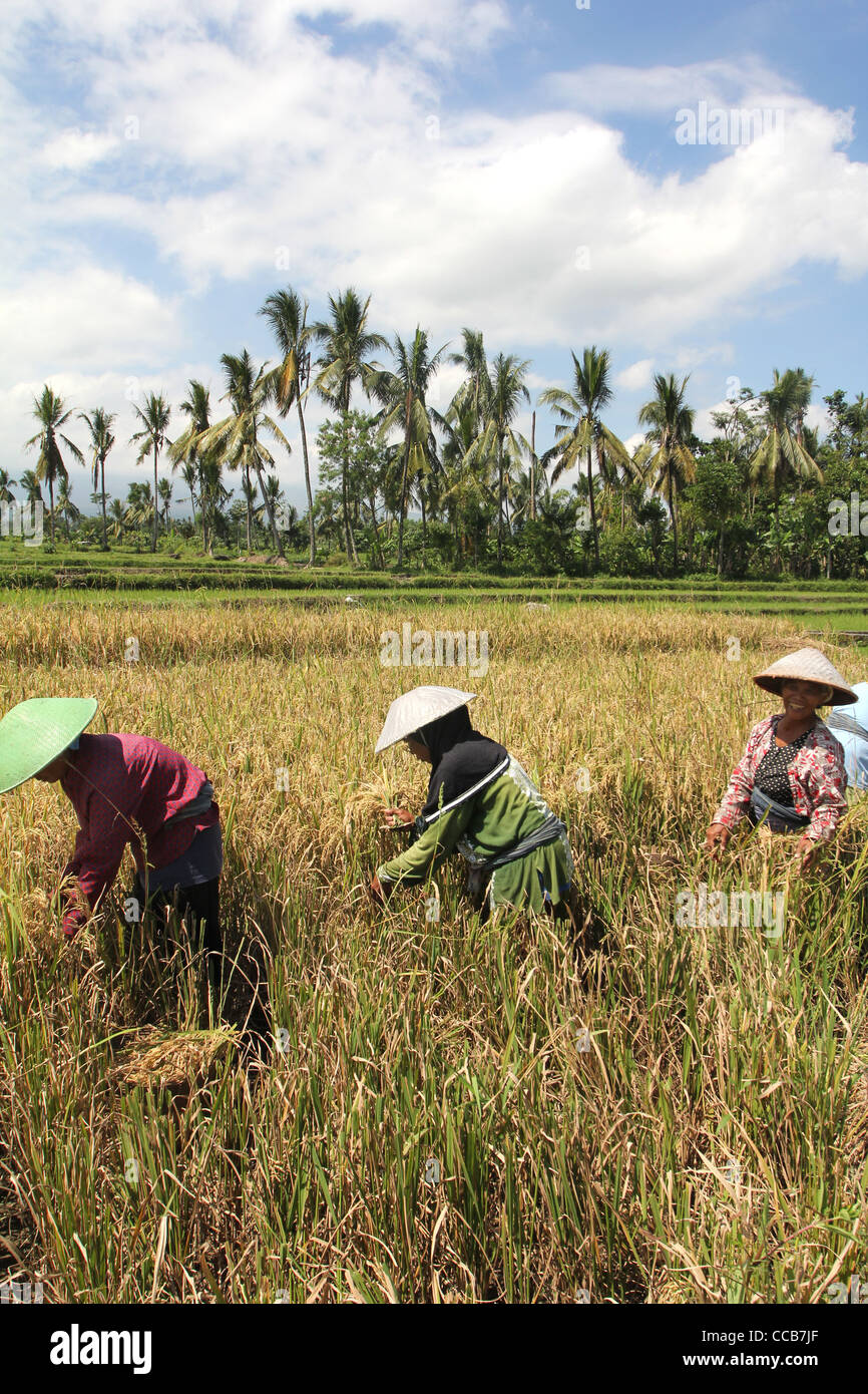 Harvesting rice hi-res stock photography and images - Alamy