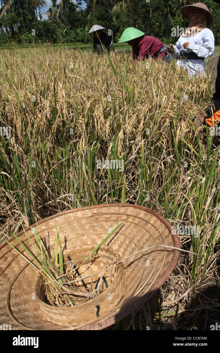 Central java hi-res stock photography and images - Alamy