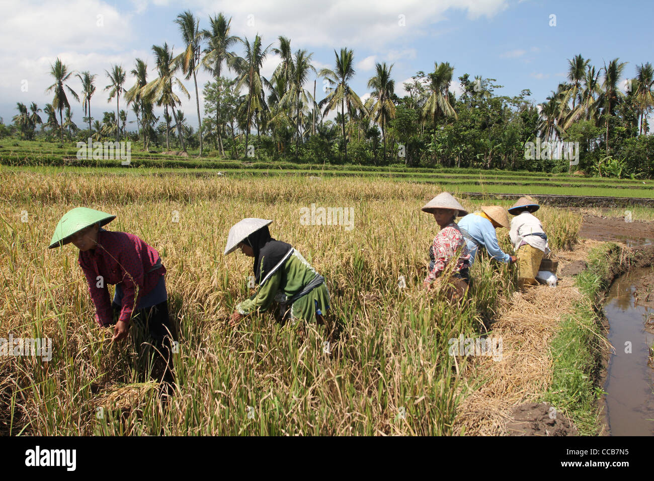 women harvesting rice Yogyakarta Indonesia Stock Photo - Alamy