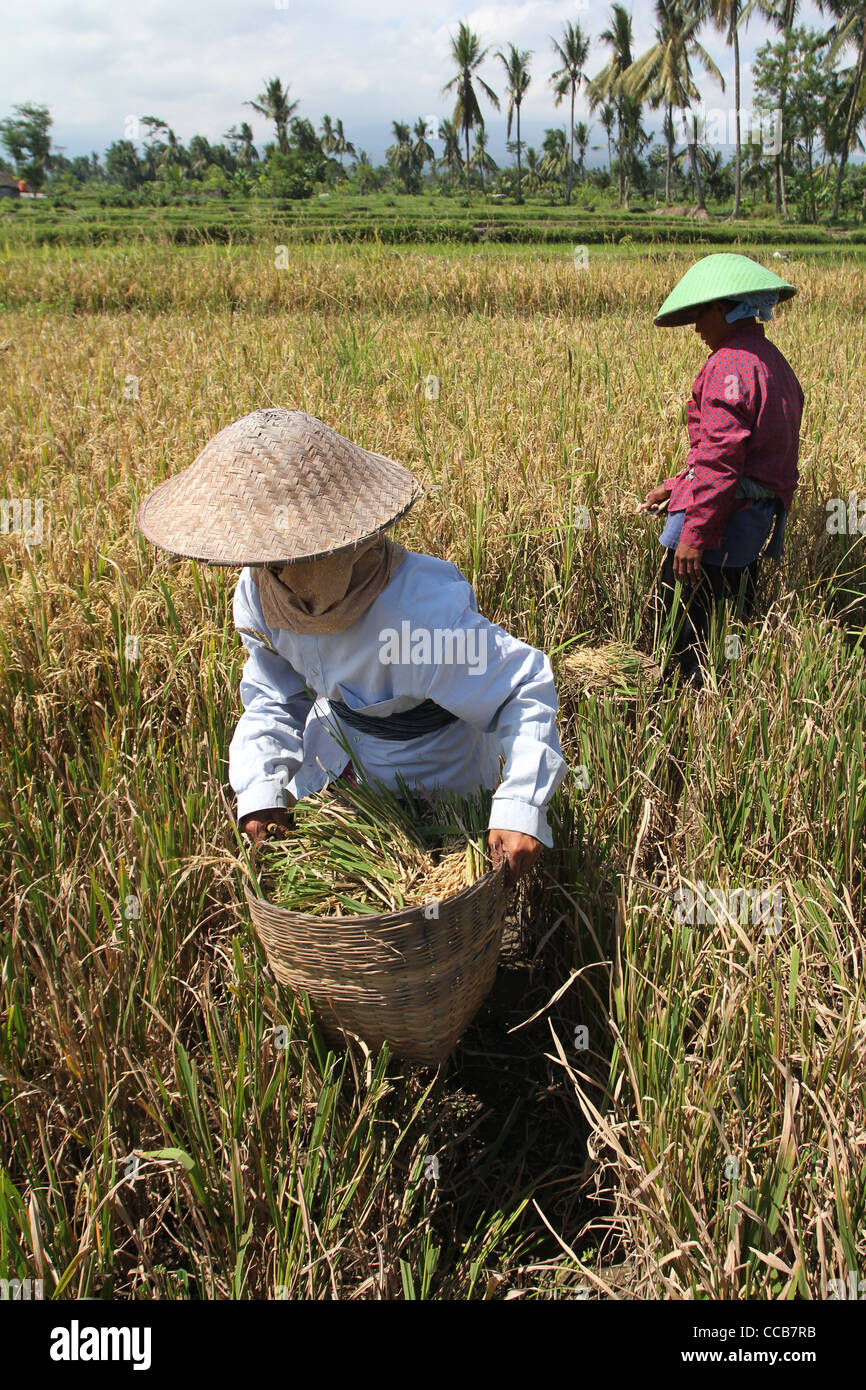 Harvesting rice hi-res stock photography and images - Alamy