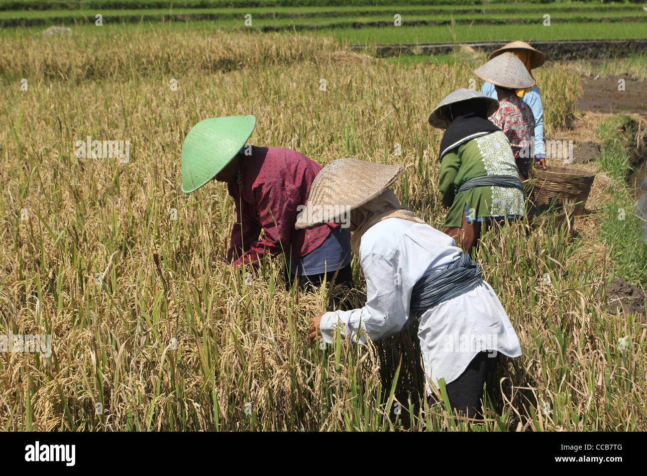 women harvesting rice Yogyakarta Indonesia Stock Photo - Alamy