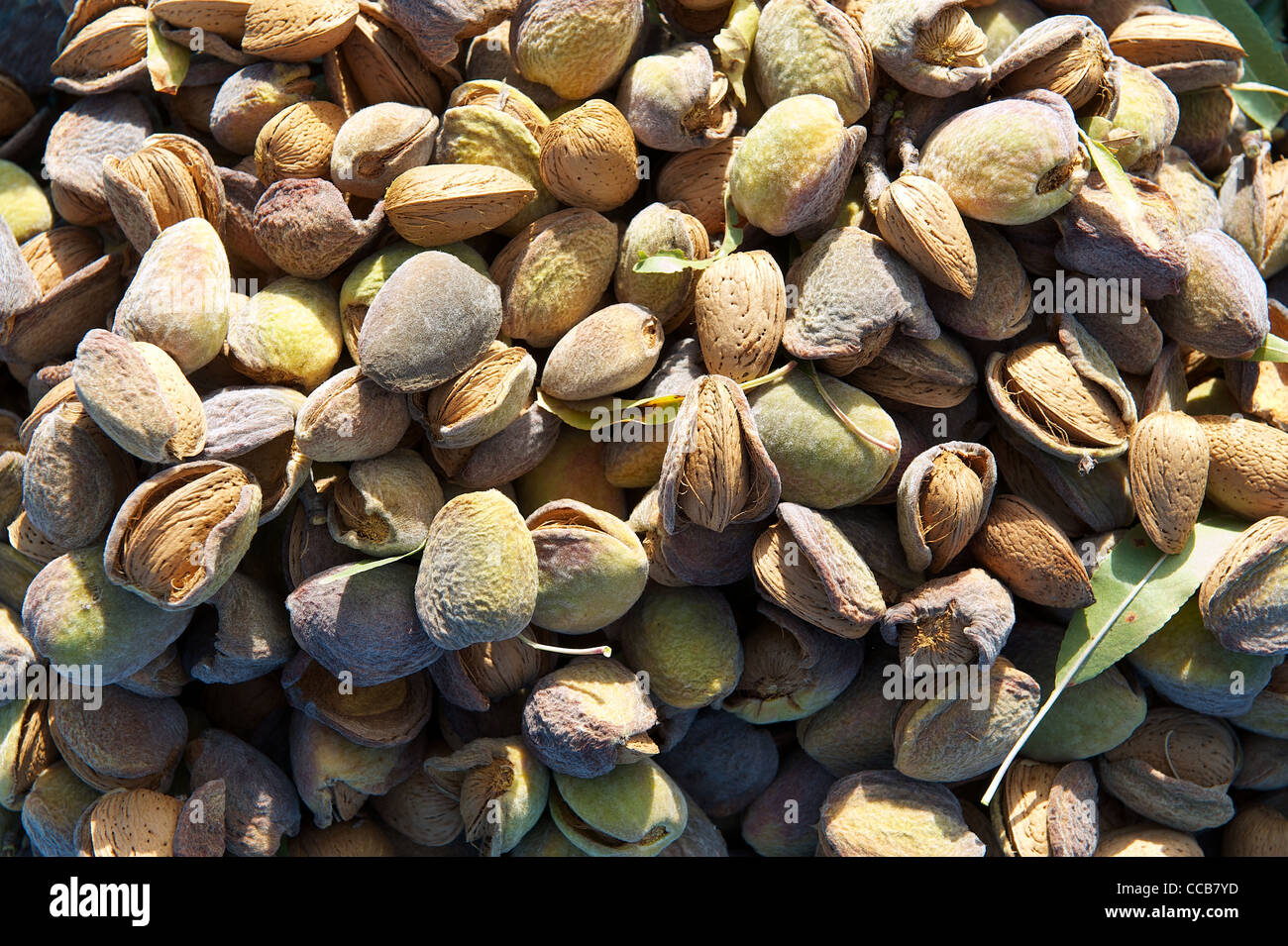 Soft Shell Almonds High Resolution Stock Photography and Images - Alamy
