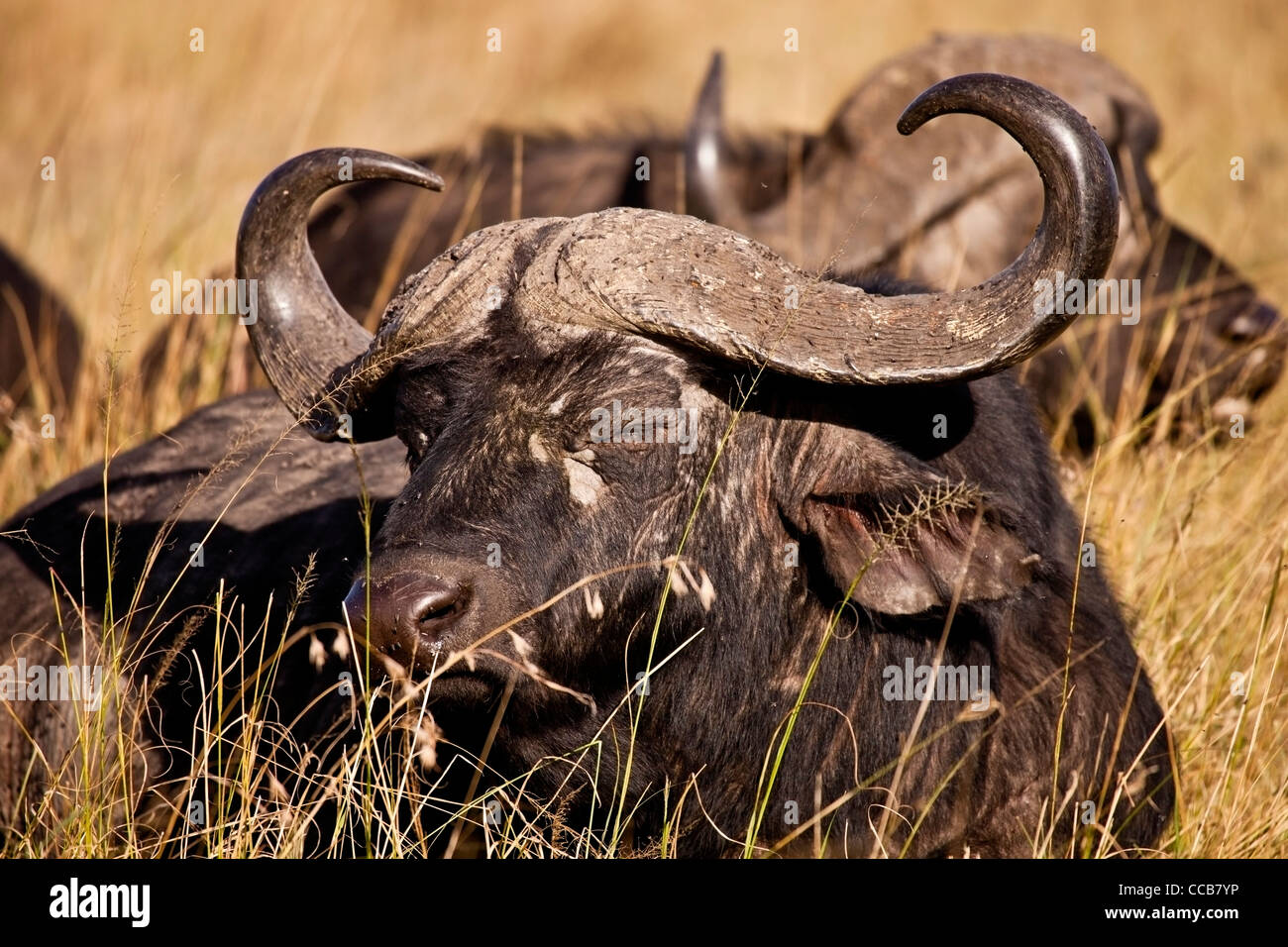 Buffalo resting in grass hi-res stock photography and images - Alamy