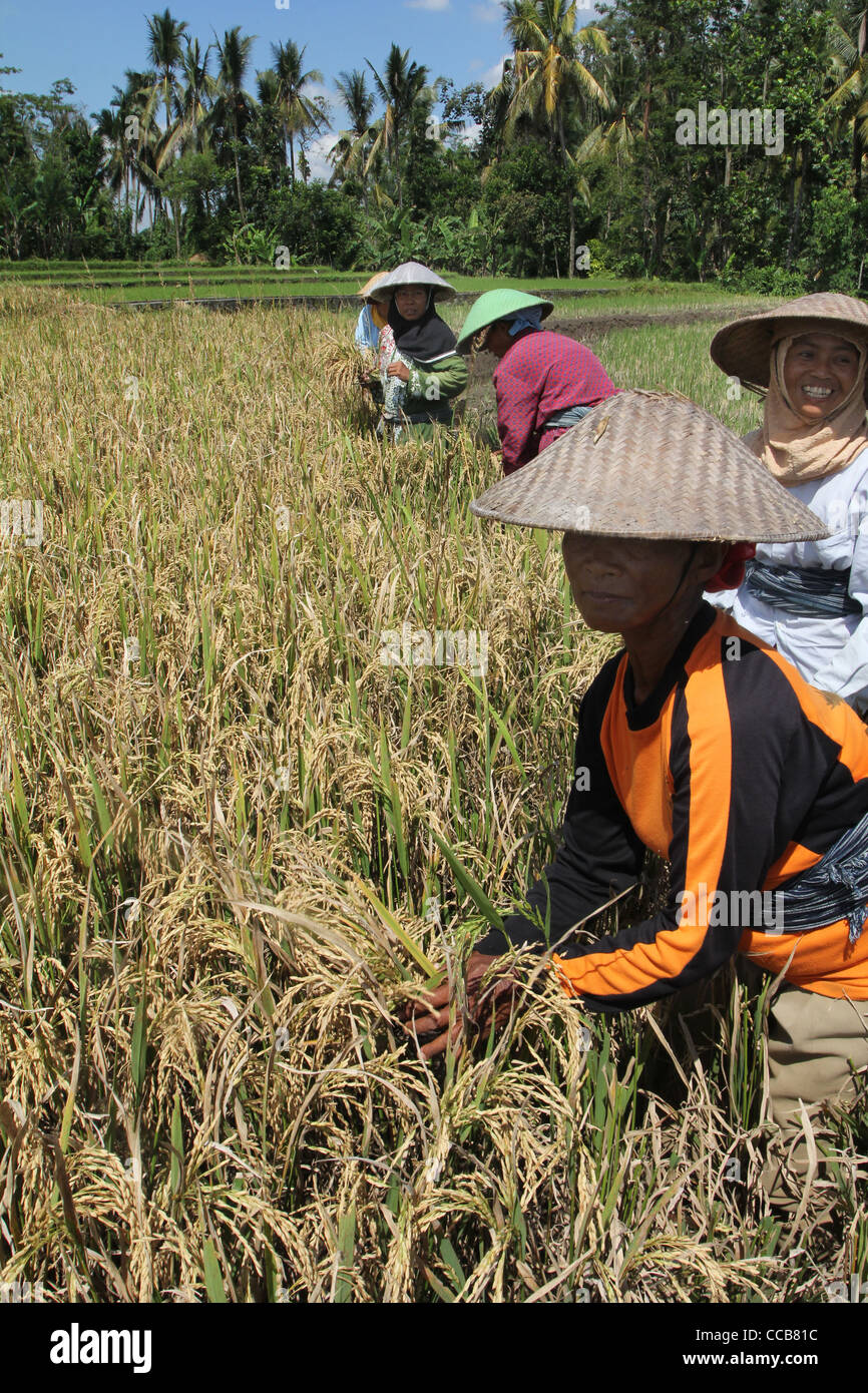 women harvesting rice Yogyakarta Indonesia Stock Photo - Alamy