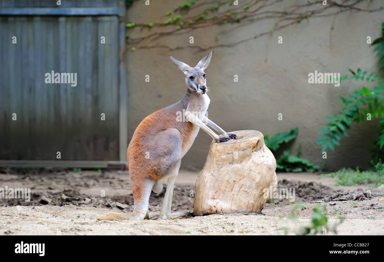 Kangaroo stand in Chicago zoo Stock Photo - Alamy