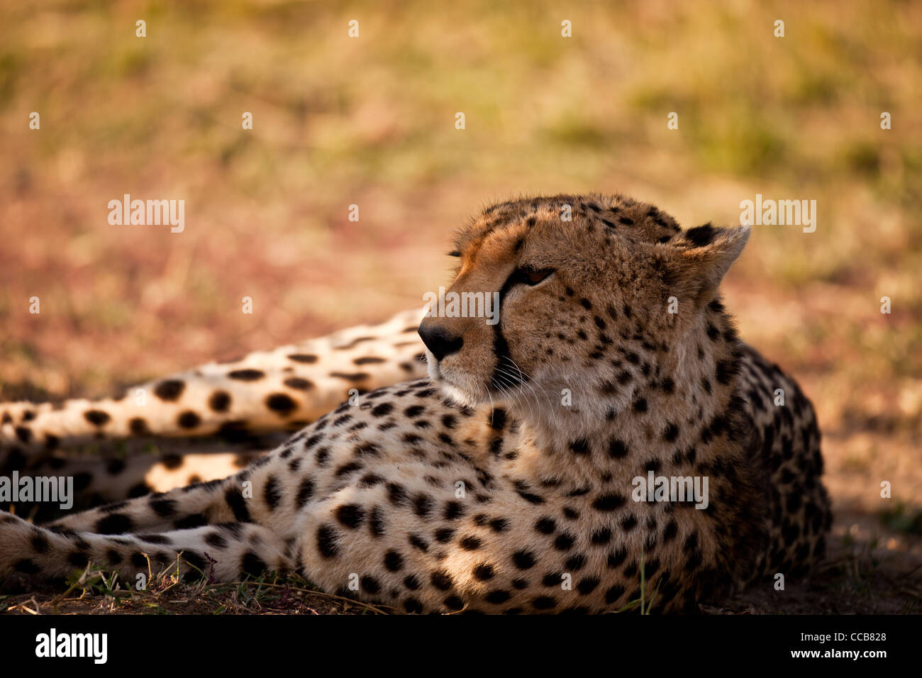 Cheetah under a tree hi-res stock photography and images - Alamy