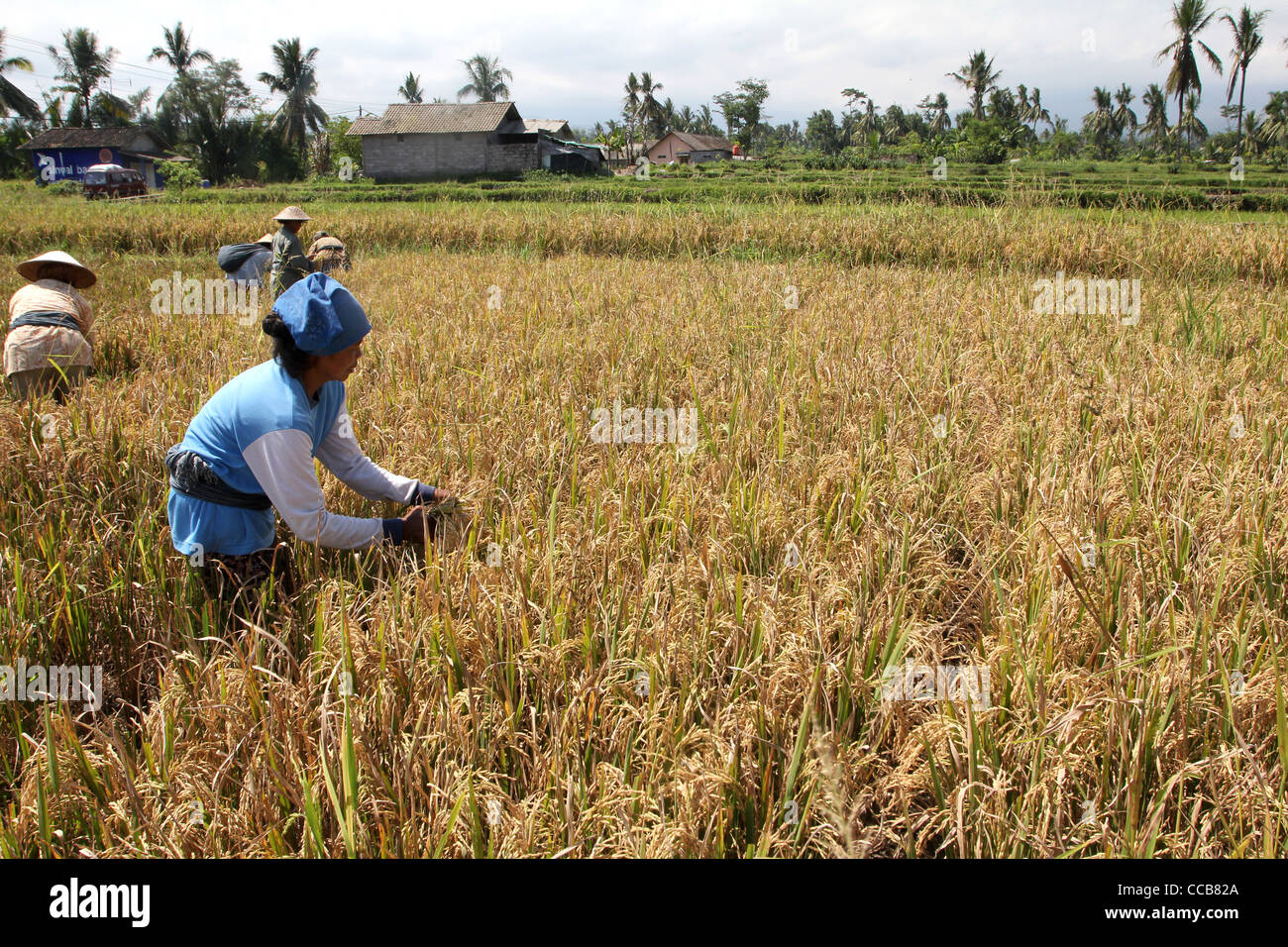 Harvesting rice hi-res stock photography and images - Alamy