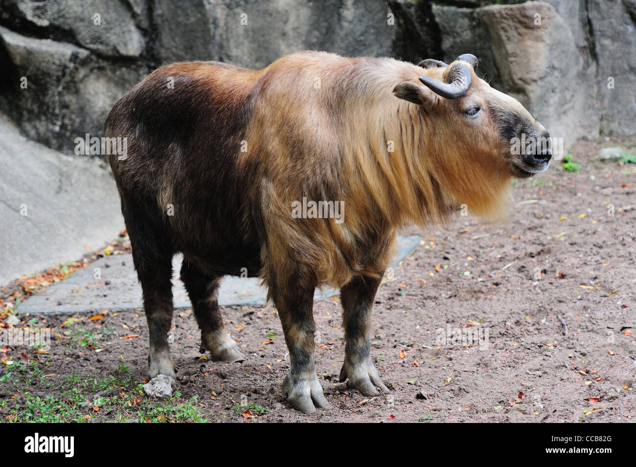 Sichuan takin hi-res stock photography and images - Alamy