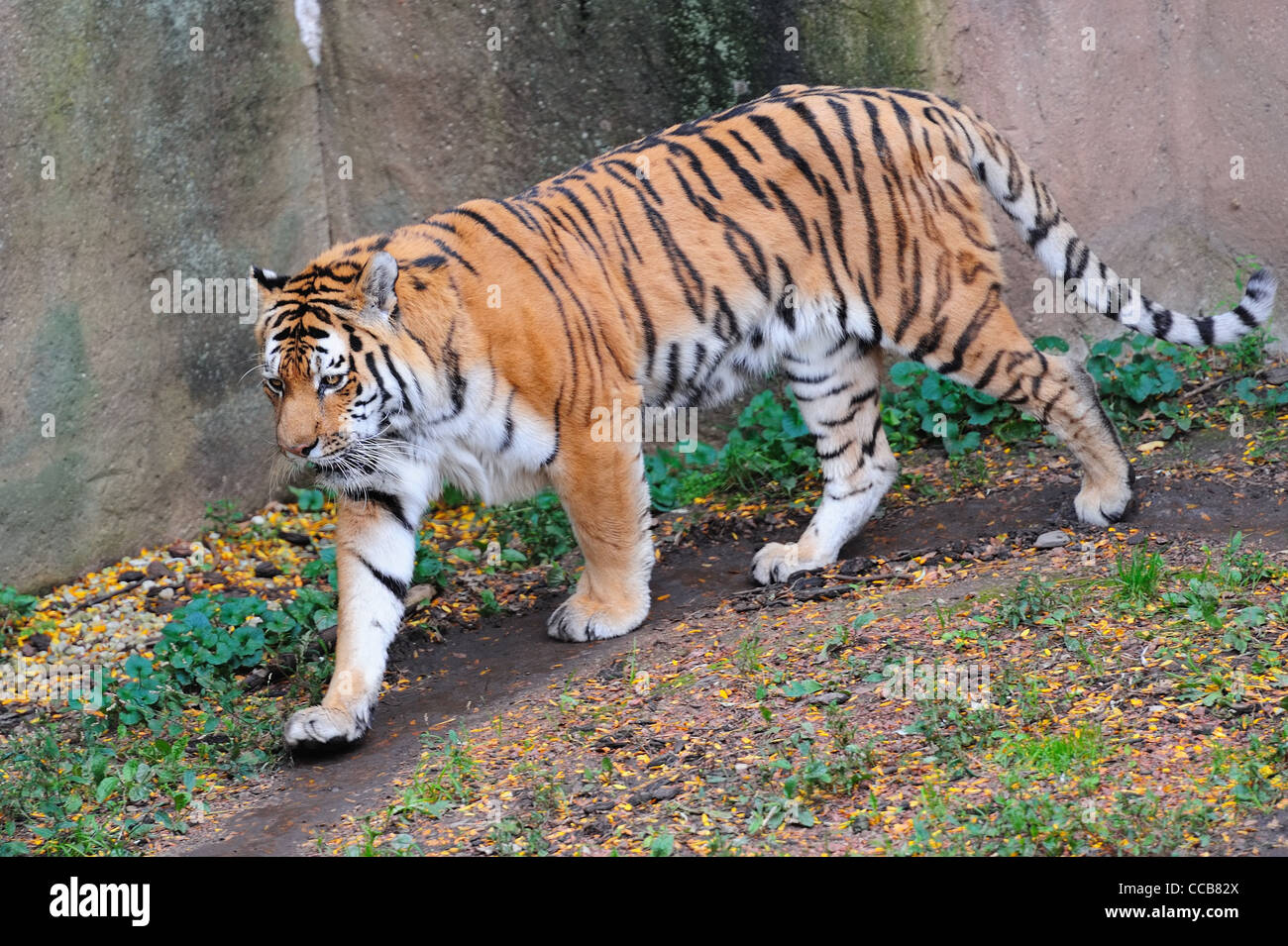 Tiger walk in Chicago Zoo Stock Photo - Alamy