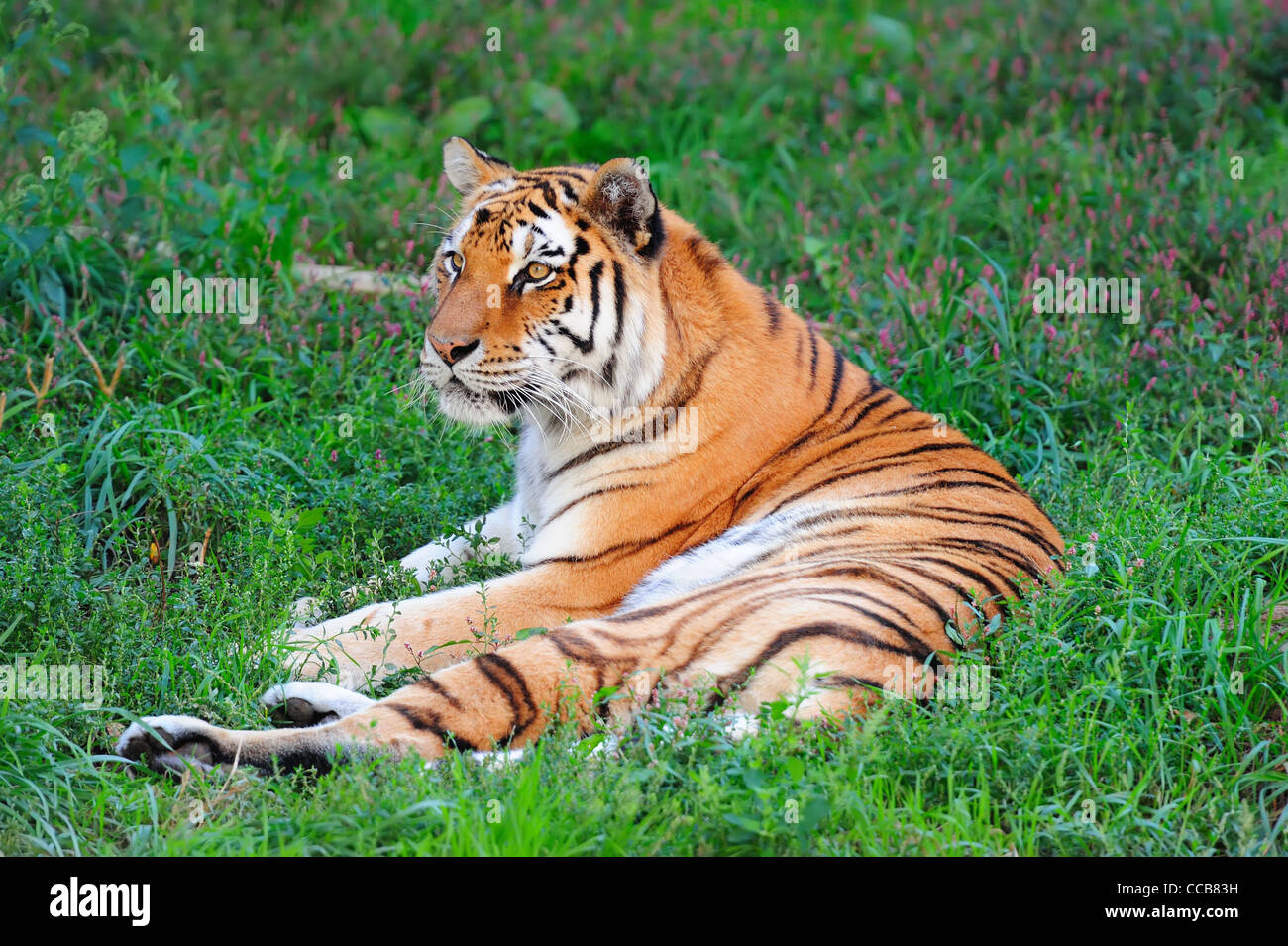 Tiger rest in lawn in Chicago Zoo Stock Photo - Alamy