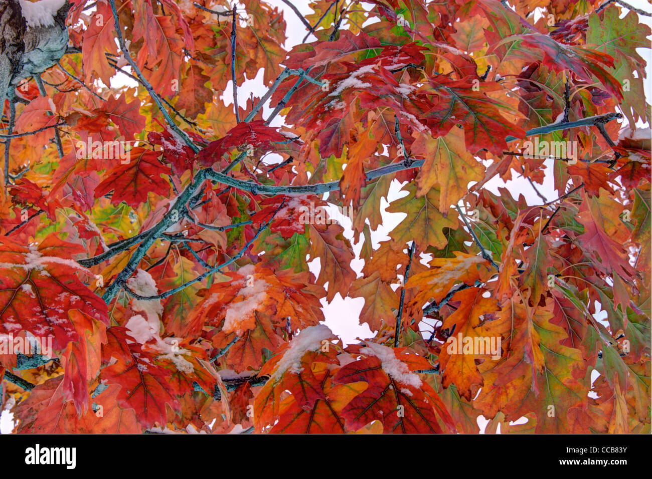 Northern red oak hi-res stock photography and images - Alamy