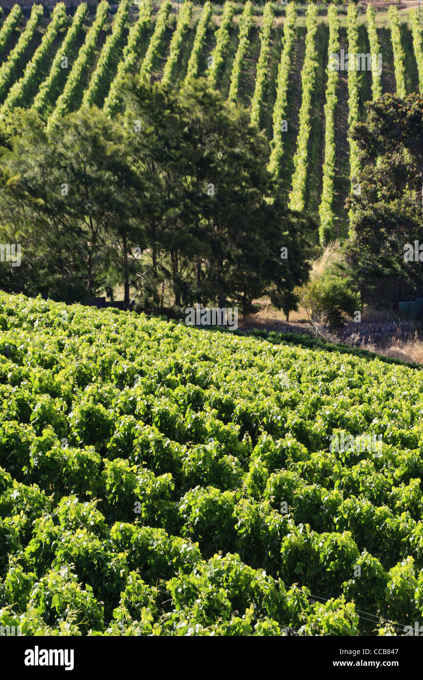 Vineyard - portrait rows of beautiful vines Stock Photo - Alamy