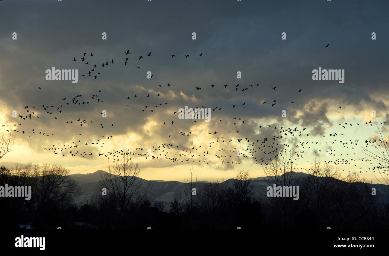 Geese at sunset Stock Photo - Alamy