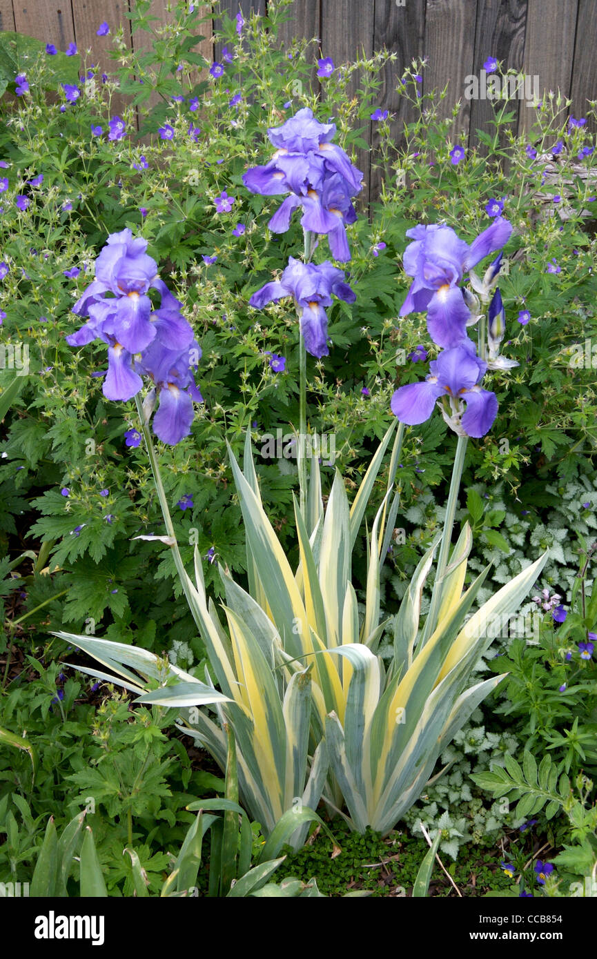 Iris variegata plants hi-res stock photography and images - Alamy