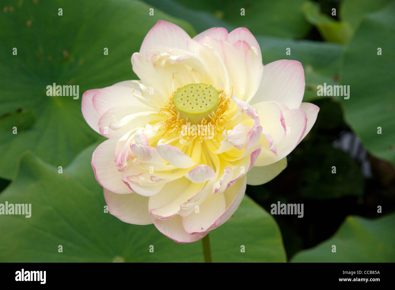 Nelumbo mrs perry slocum hi-res stock photography and images - Alamy