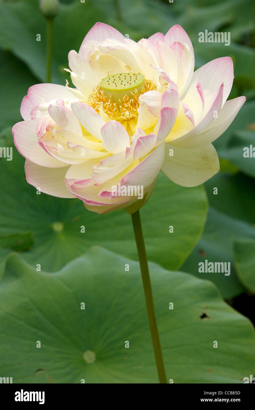 Lotus flower - Nelumbo lutea, 'Mrs. Perry D. Slocum' Stock Photo - Alamy