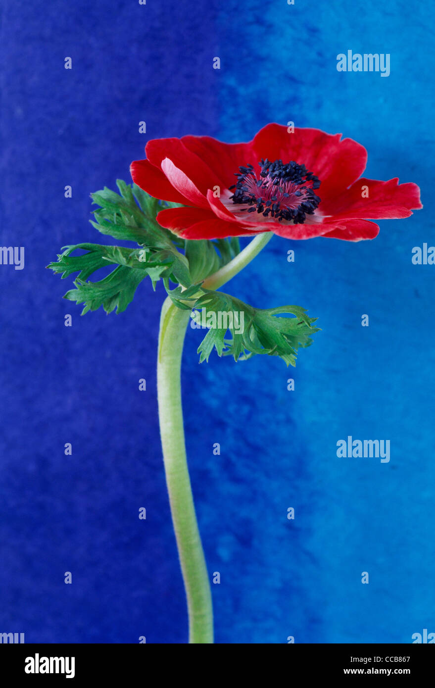 Red anemone coronaria Stock Photo - Alamy