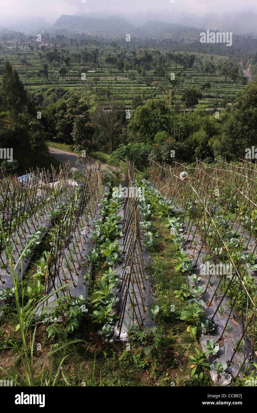 terraced farm fields Mount Merapi Yogyakarta Indonesia Stock Photo - Alamy