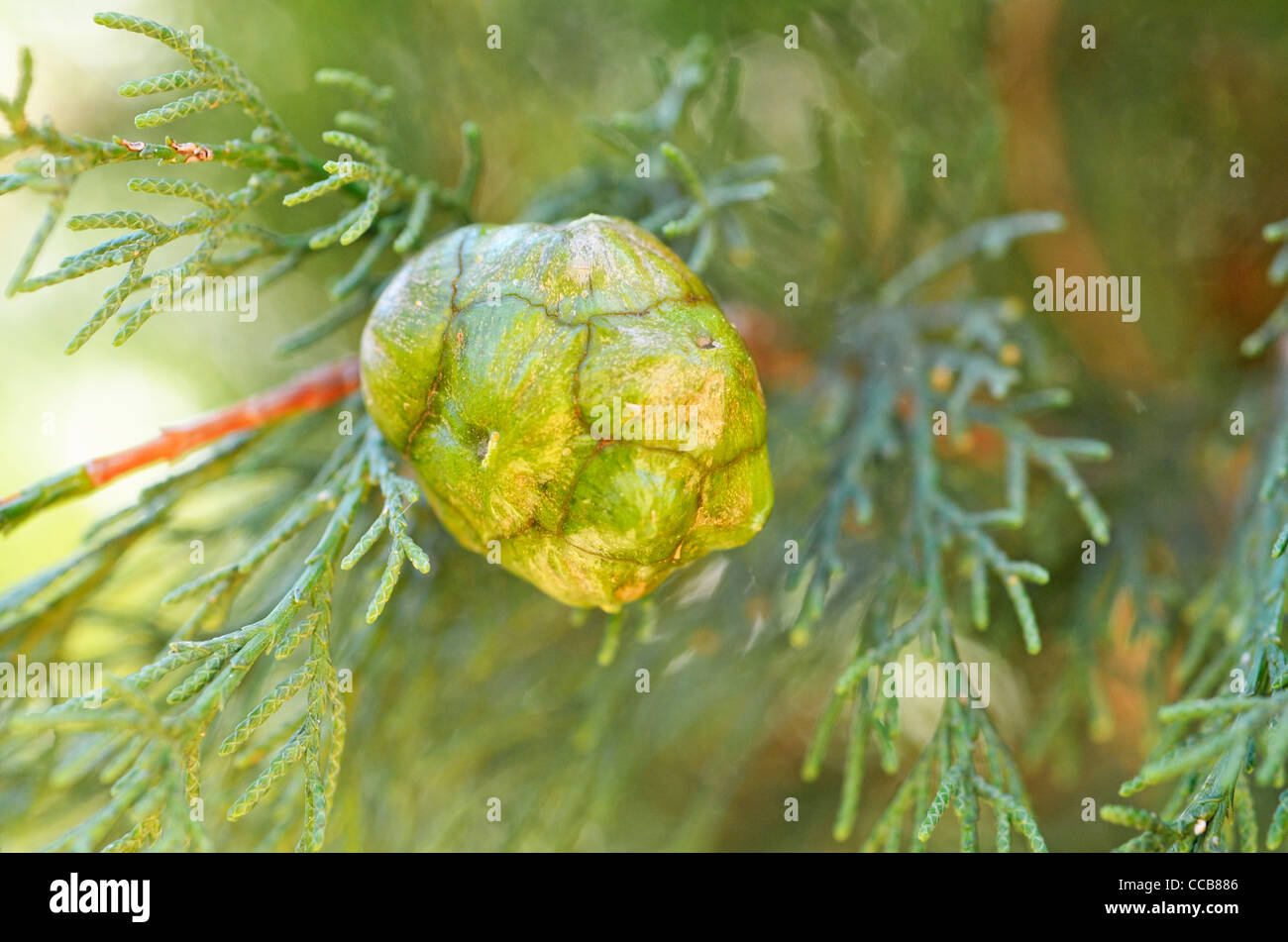 Cypress Fruits High Resolution Stock Photography and Images - Alamy