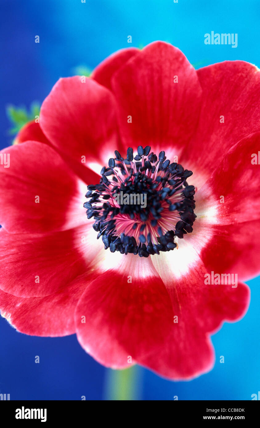 Anemone flower stem green hi-res stock photography and images - Alamy