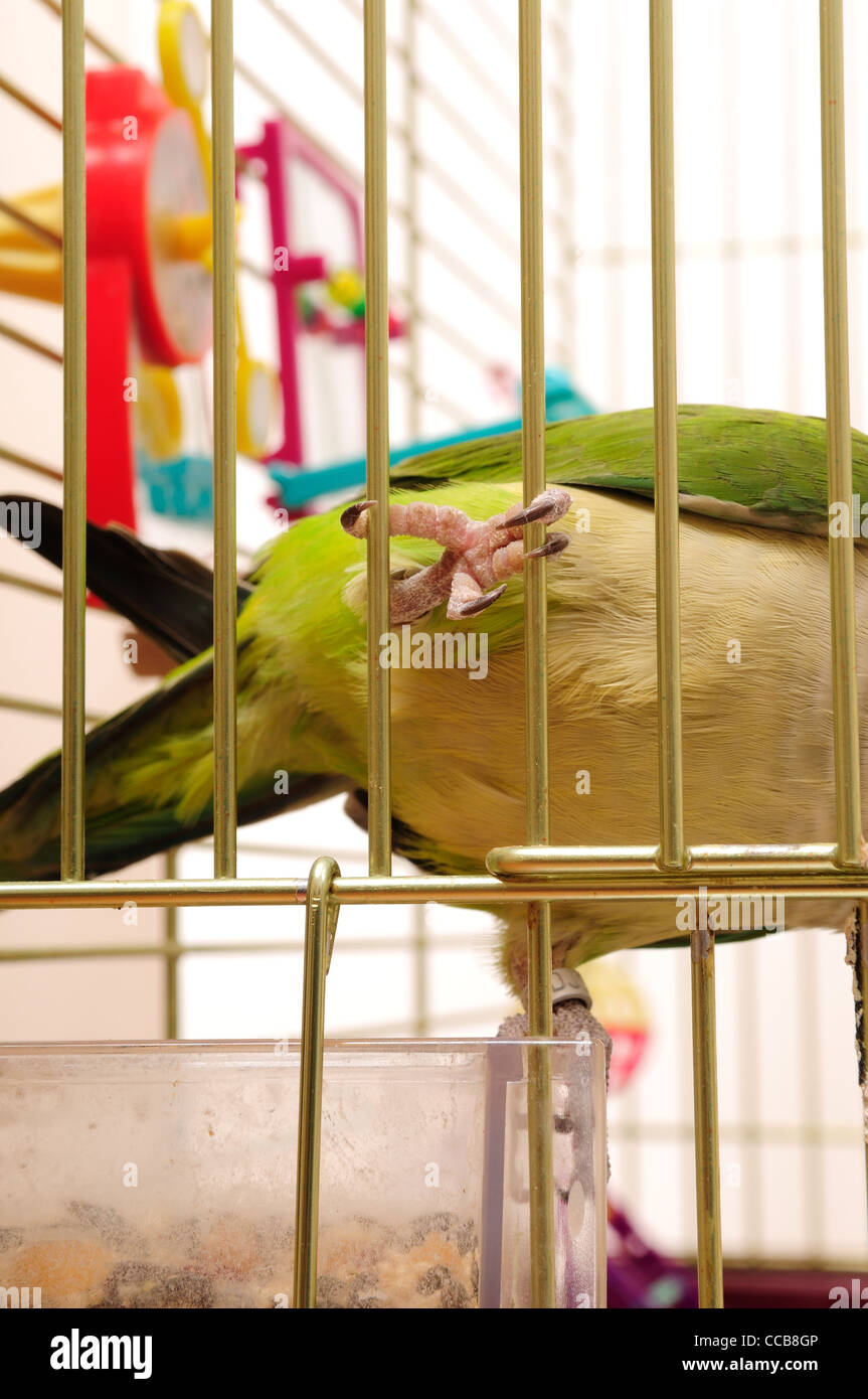Caged bird behind bars hi-res stock photography and images - Alamy