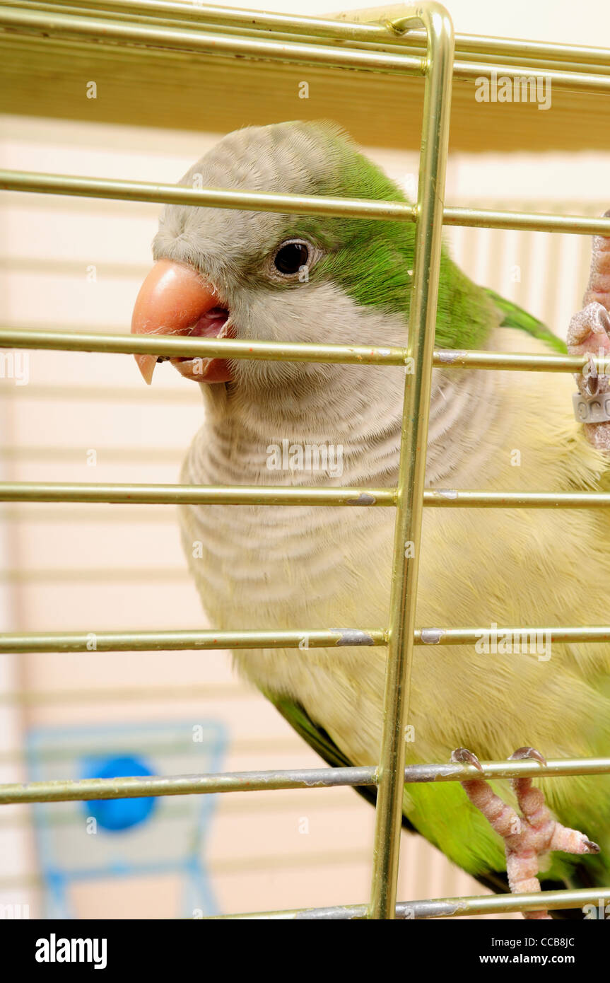 Monk Parakeet/Quaker.(myiopsitta monachus Stock Photo - Alamy