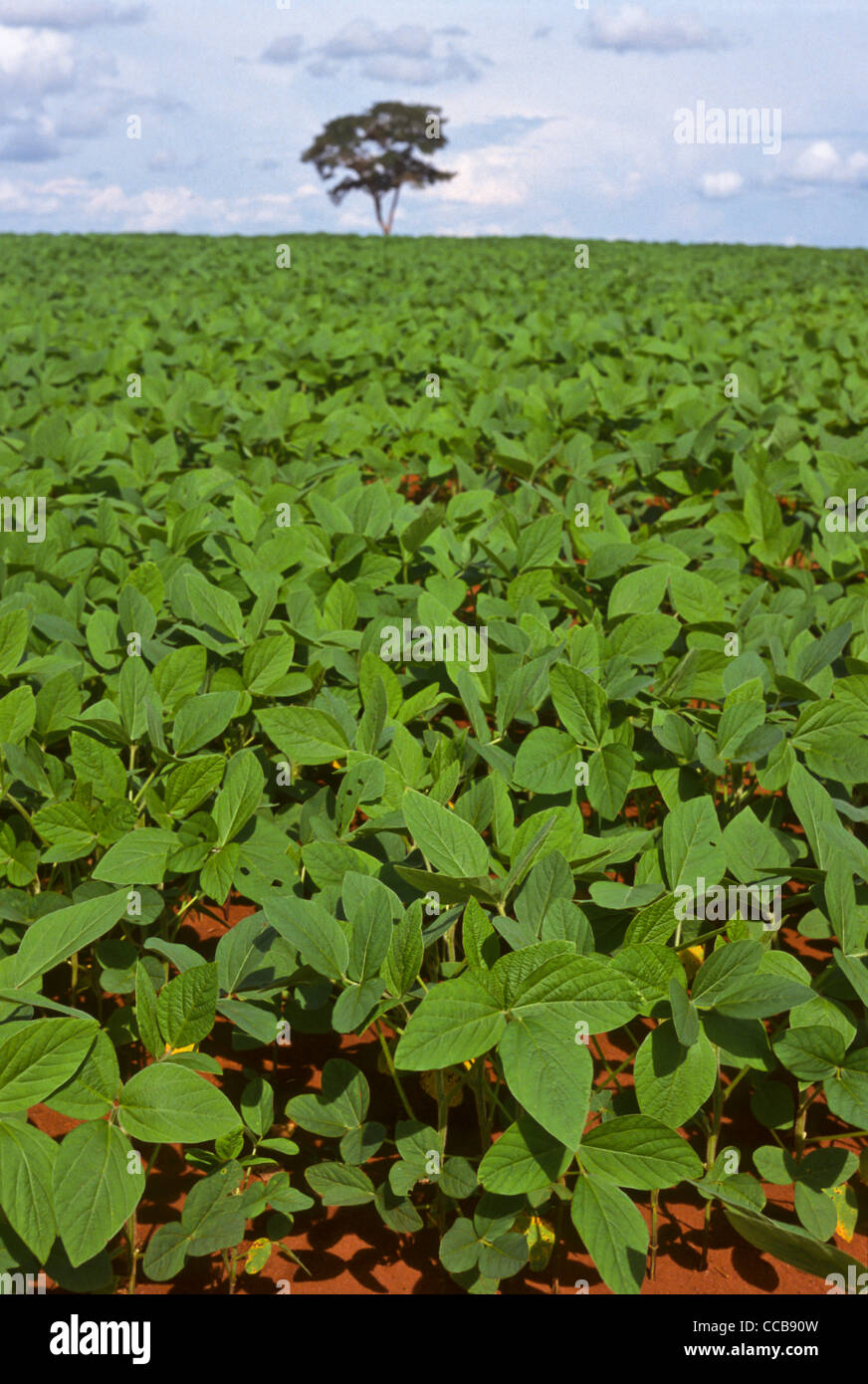 Amazon rainforest clearance hi-res stock photography and images - Alamy