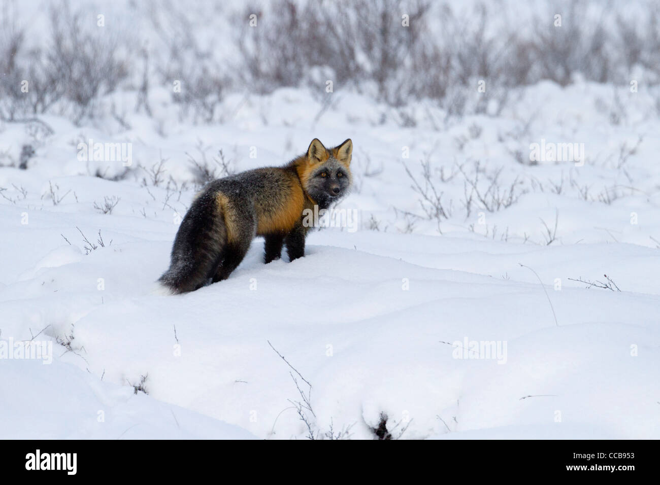 Cross fox snow hi-res stock photography and images - Alamy