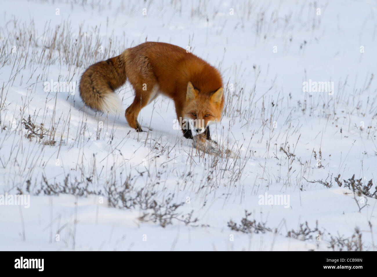 Red Fox (Vulpes vulpes) carrying frozen rodent in mouth in the arctic ...