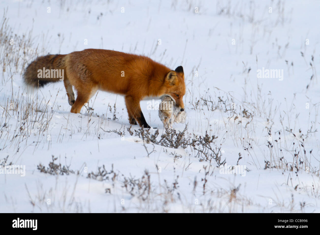 Red Fox (Vulpes vulpes) carrying frozen rodent in mouth in the arctic ...