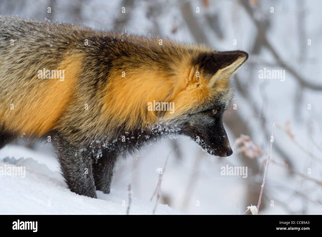 Cross fox hi-res stock photography and images - Alamy