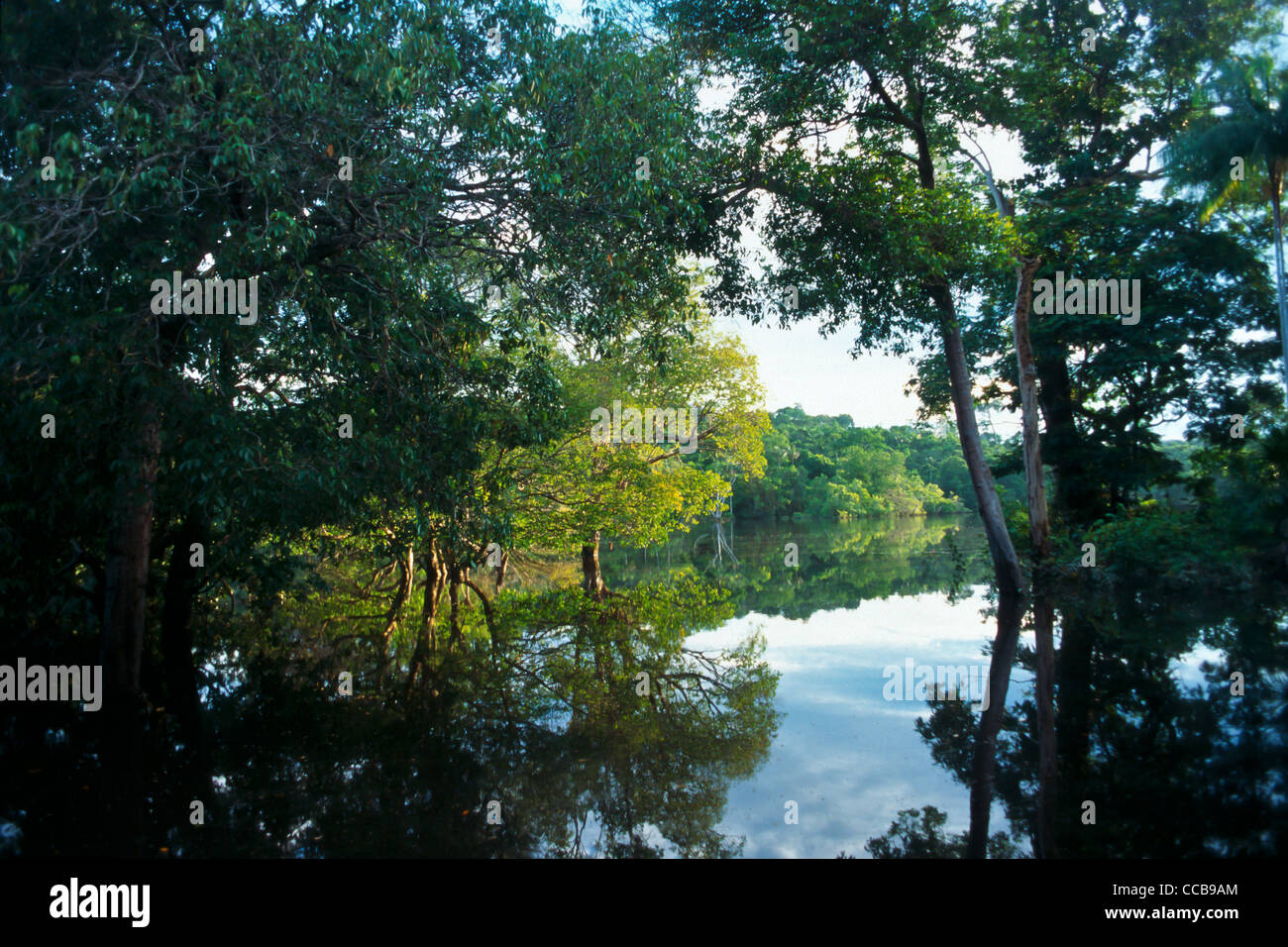 Rio Negro, Amazonas, Brazil. Tranquil view of flooded forest with ...