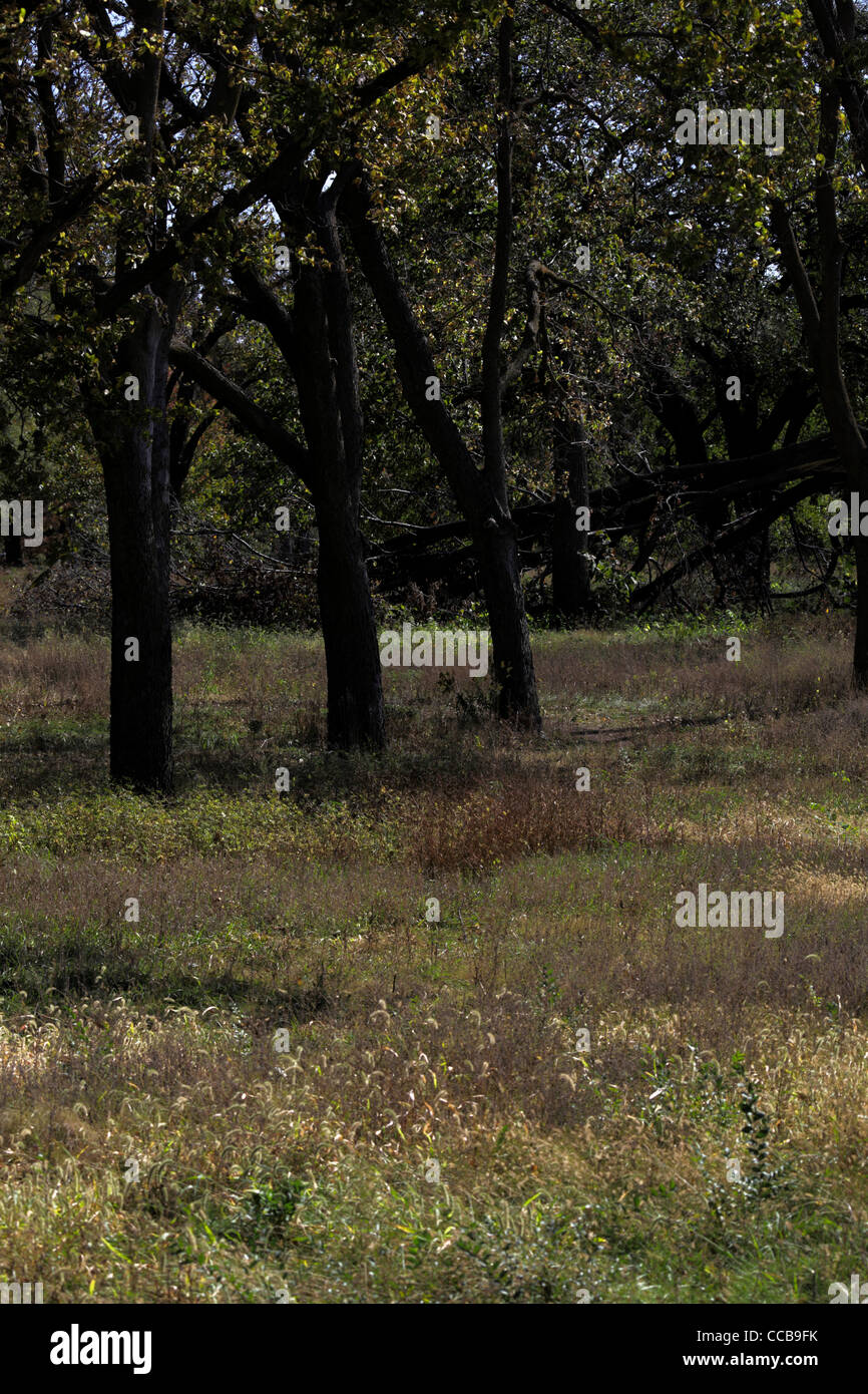 Wooded park hi-res stock photography and images - Alamy