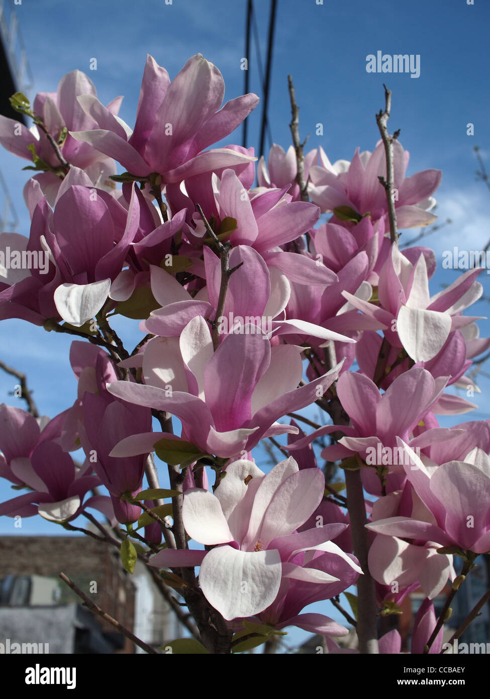 Spring flowers blooming, Brooklyn, New York Stock Photo - Alamy