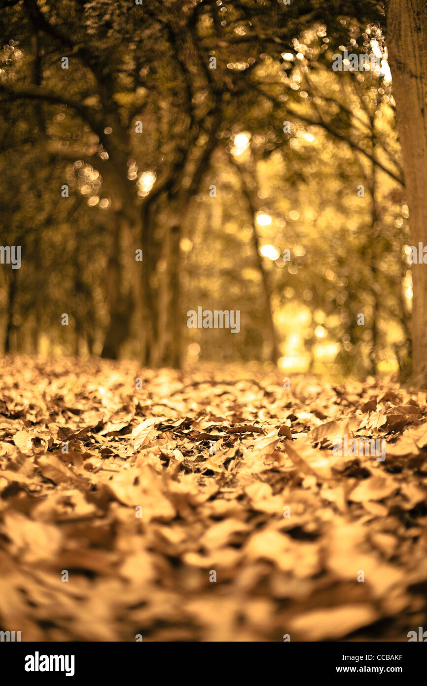 Fallen Autumn Leaves Stock Photo - Alamy