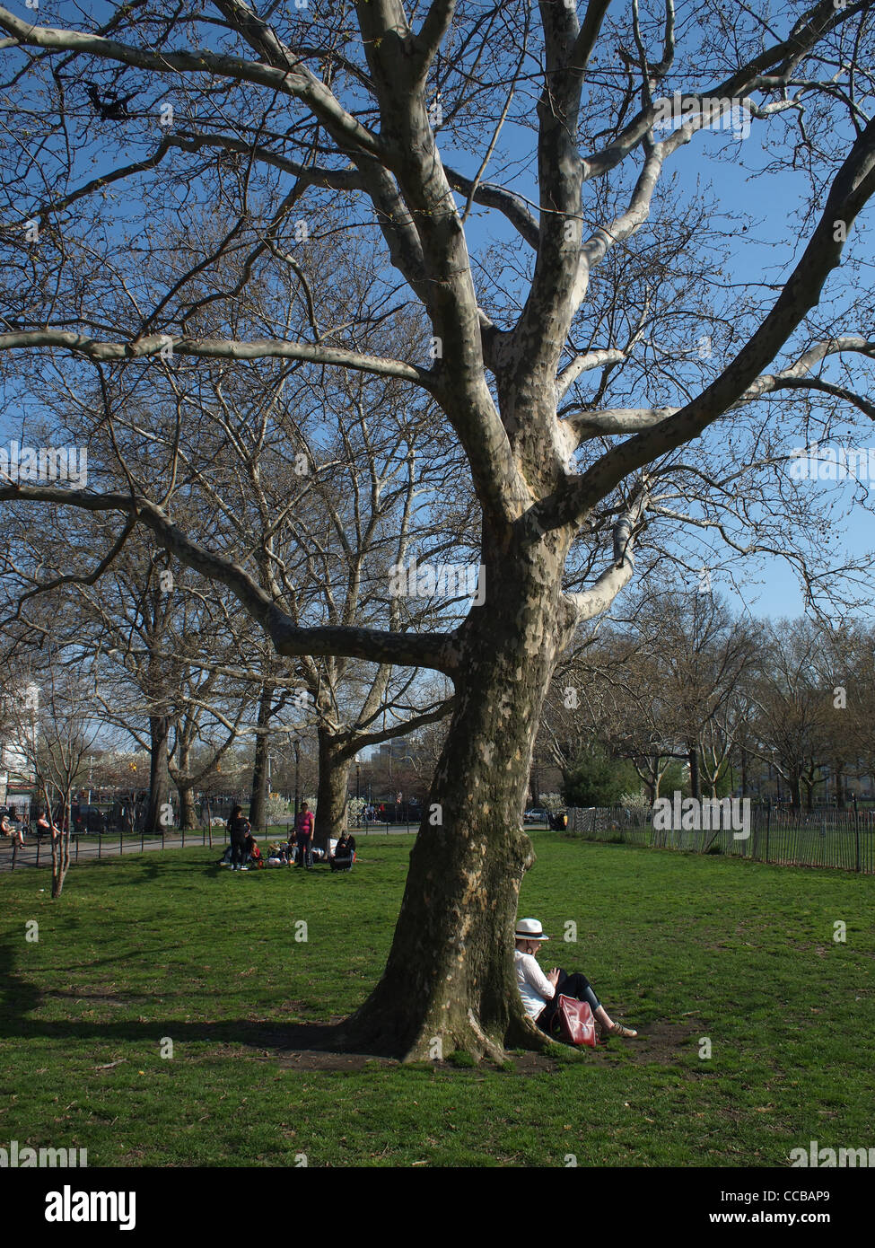Woman relaxing under tree, spring, McCarren Park, Brooklyn, New York ...