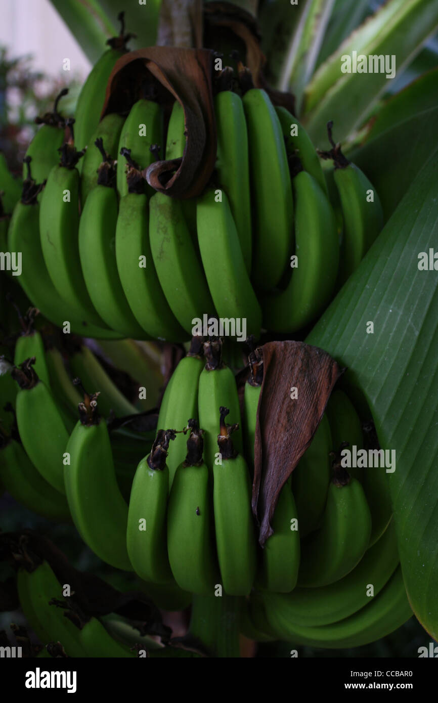 Hawaii bananas hi-res stock photography and images - Alamy